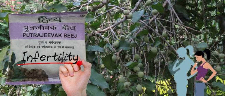 Putrajeevak Beej | Benefits | Side Effects | Dosage | Availability ...