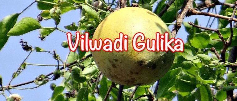 Vilwadi Gulika | Ingredients | Health Benefits | Side Effects | Dosage